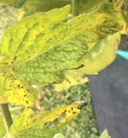 dsfgh Object Detection Model by fgbg