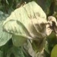 dsfgh Object Detection Model by fgbg