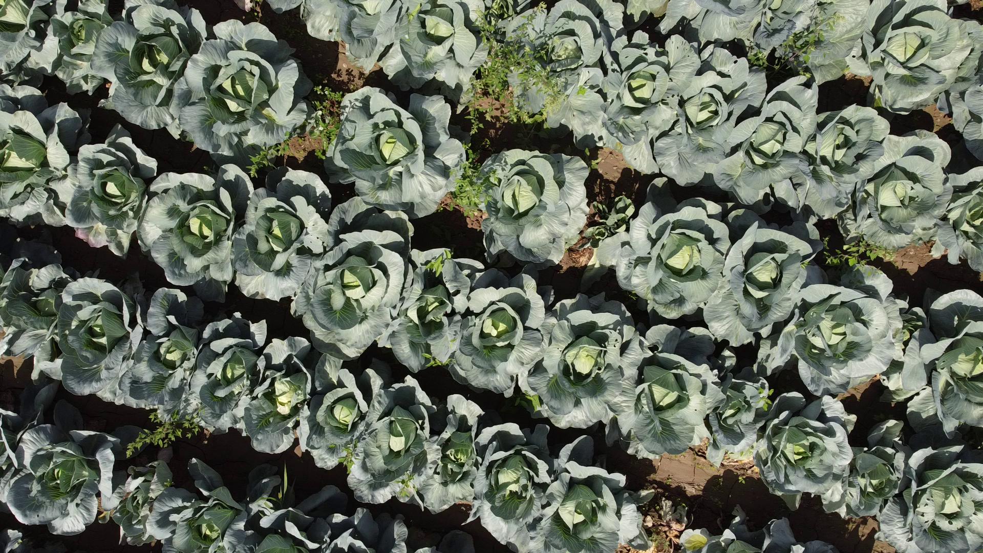 AI Uni - Roboflow Universe