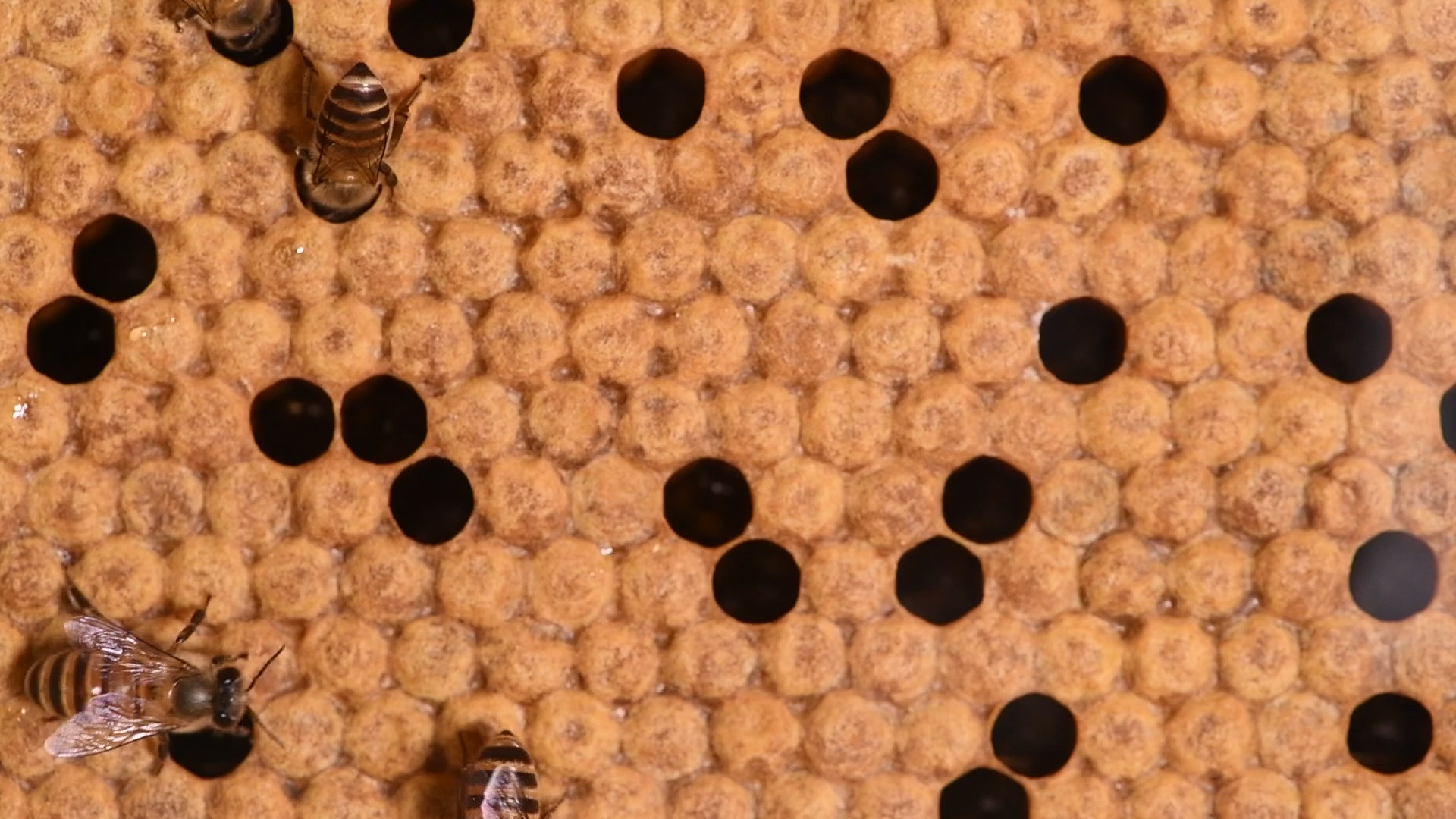 bee_sort Object Detection Dataset by bee sort