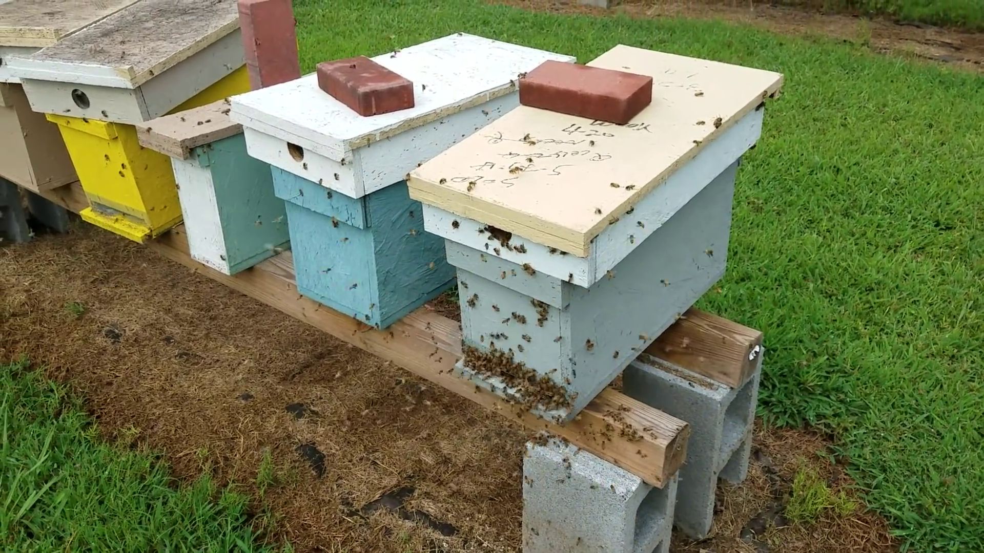 bee sort - Roboflow Universe