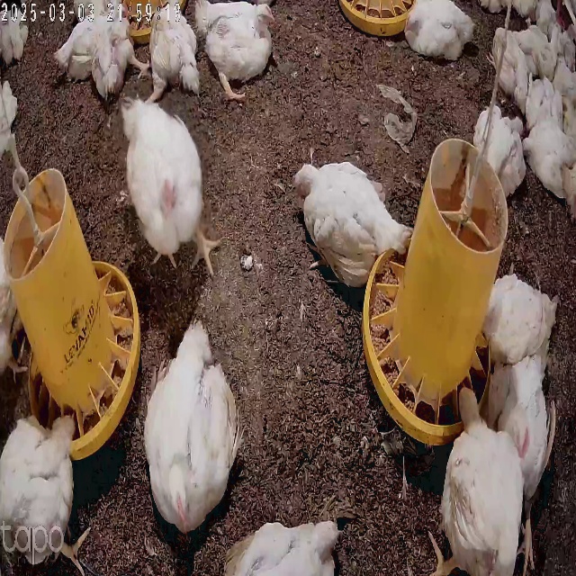 Deteksi Umur Ayam Boiler Object Detection Dataset And Pre Trained Model By Ayam Boiler