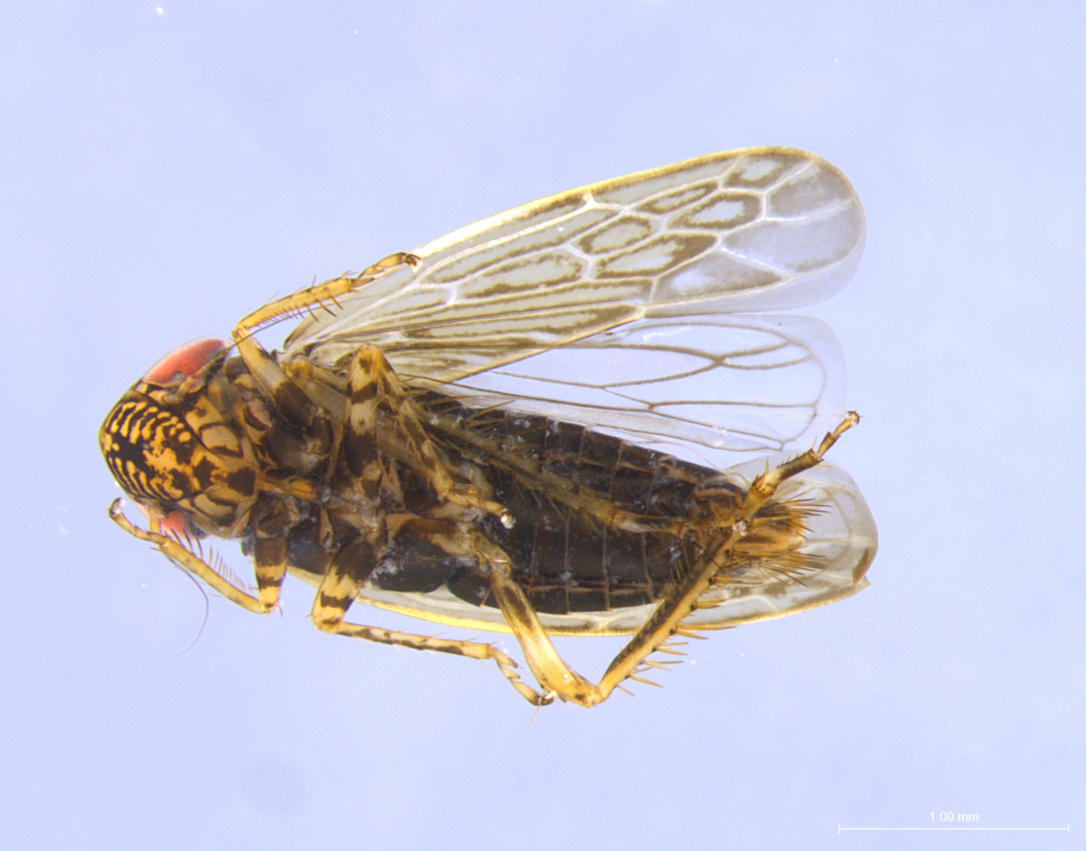 Ecdysis (ecdysis-jiziv) - Roboflow Universe