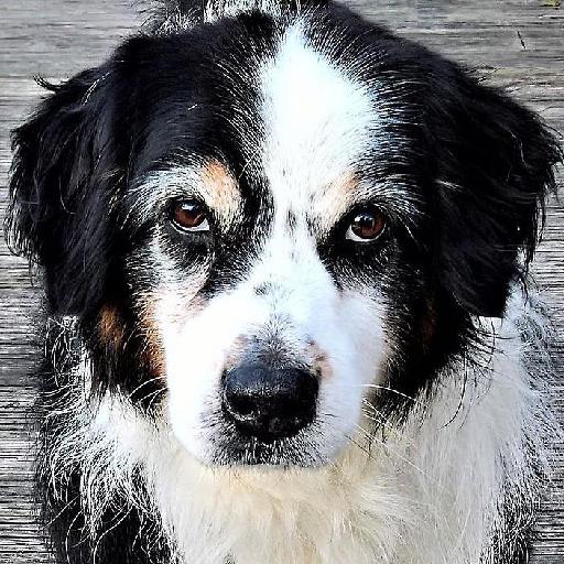 Dog Biometrics Object Detection Dataset by dog biometrics