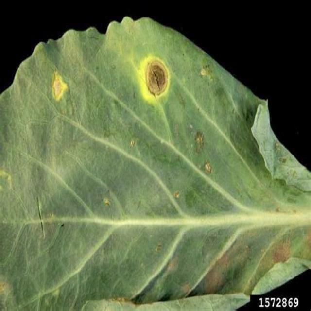 Bacterial Leaf Spot Object Detection Model by tiaraworkspace
