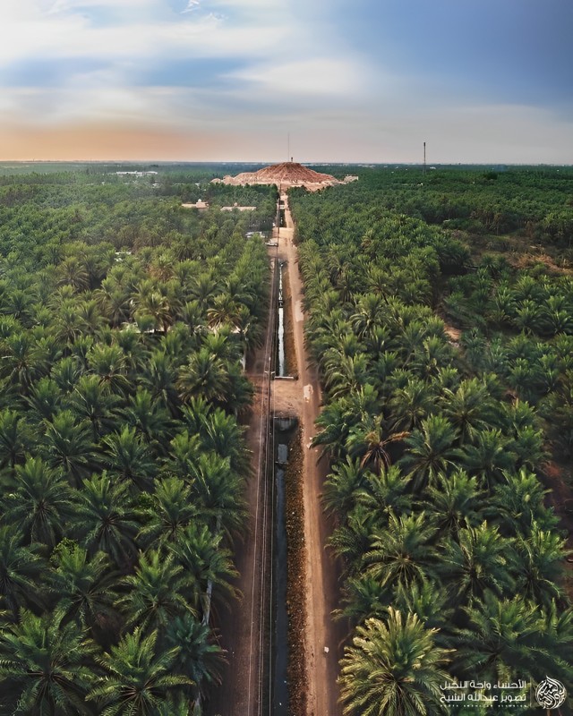 Palm Object Detection Model by Mohammed A