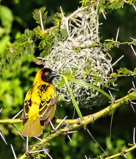 Birds Detection Object Detection Dataset and Pre-Trained Model by Mitchell