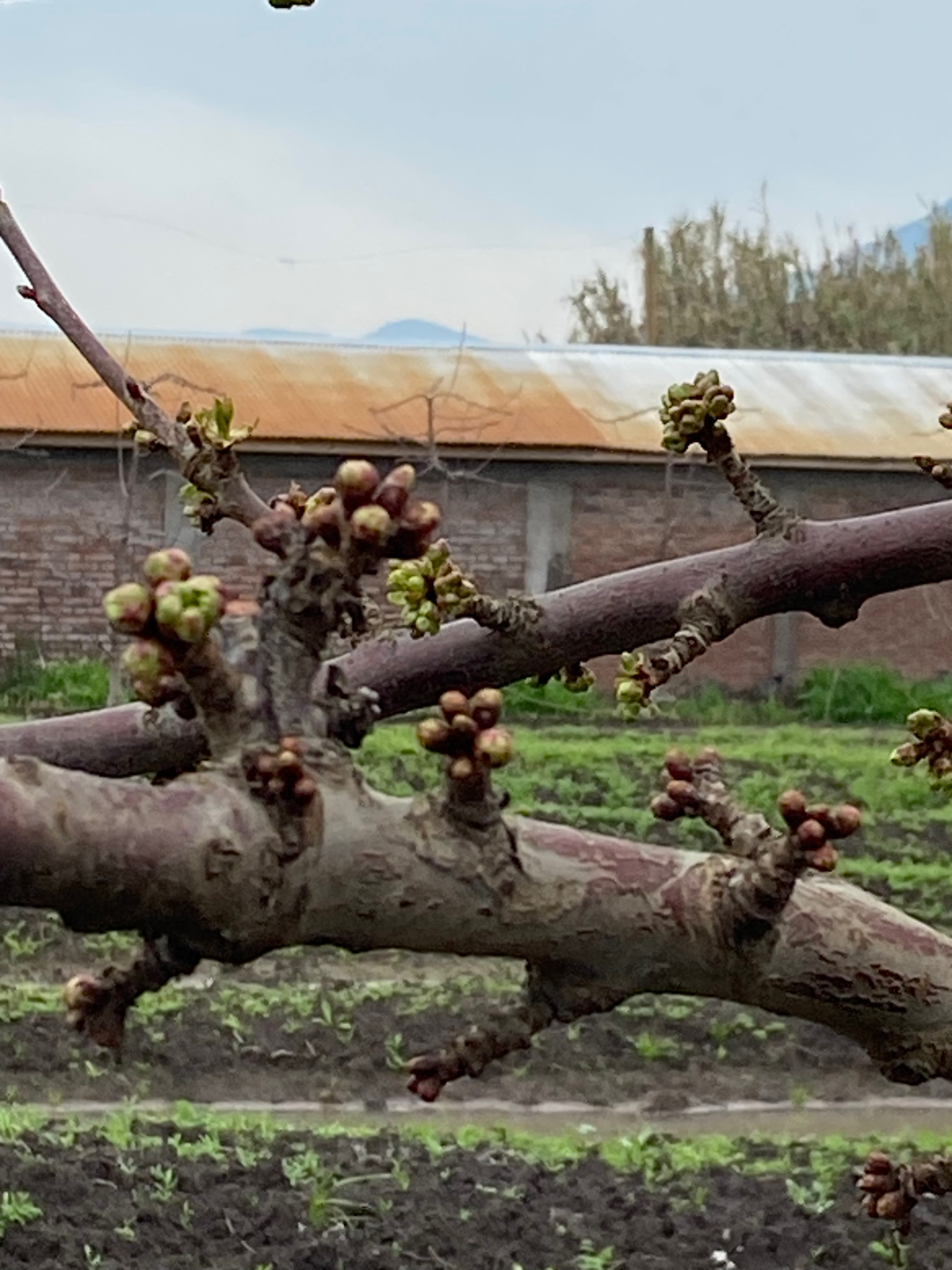 Proyecto (proyecto-ljapn) - Roboflow Universe