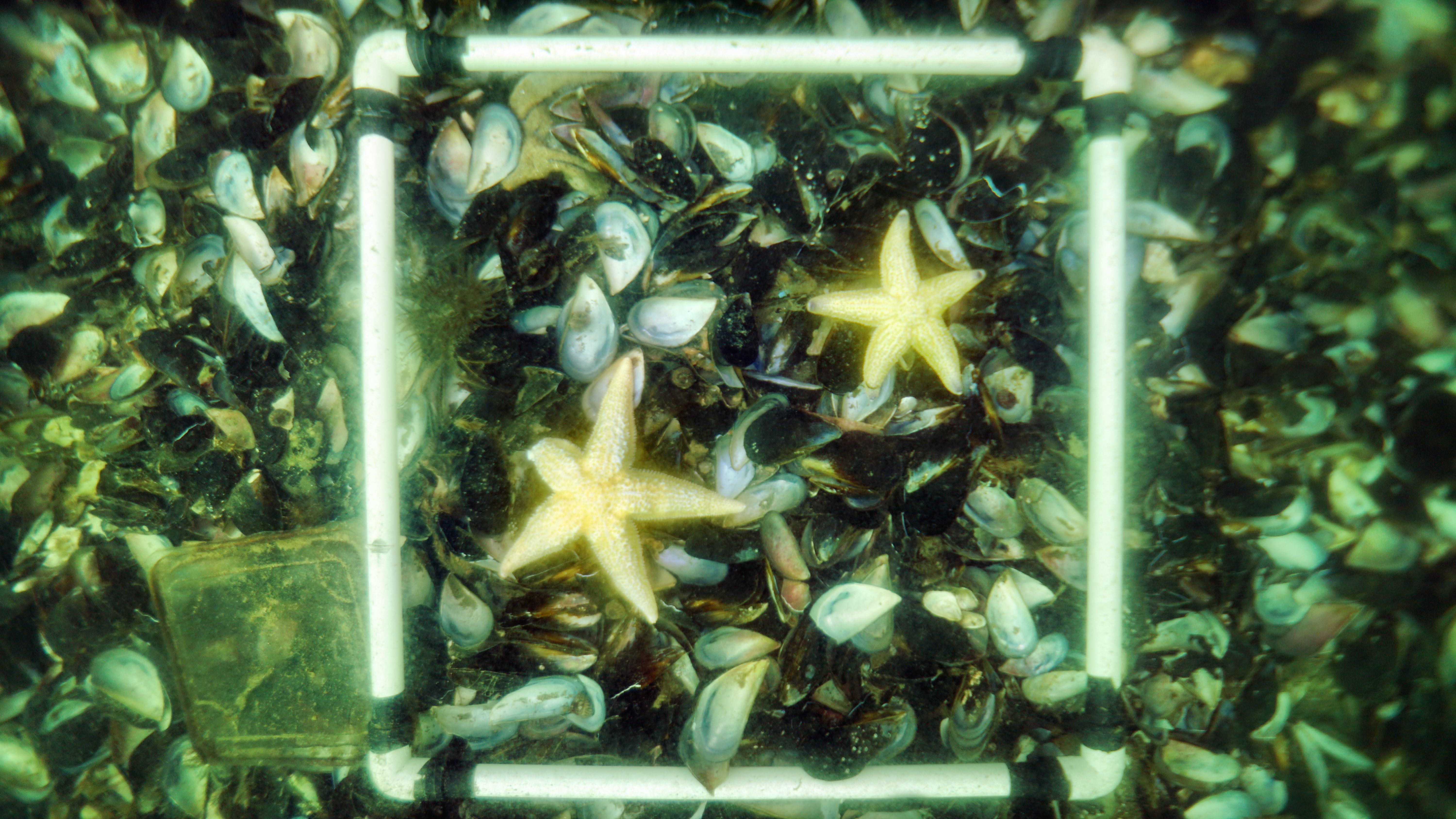 asterias_amurensis_detect Object Detection Dataset and Pre-Trained Model by moon