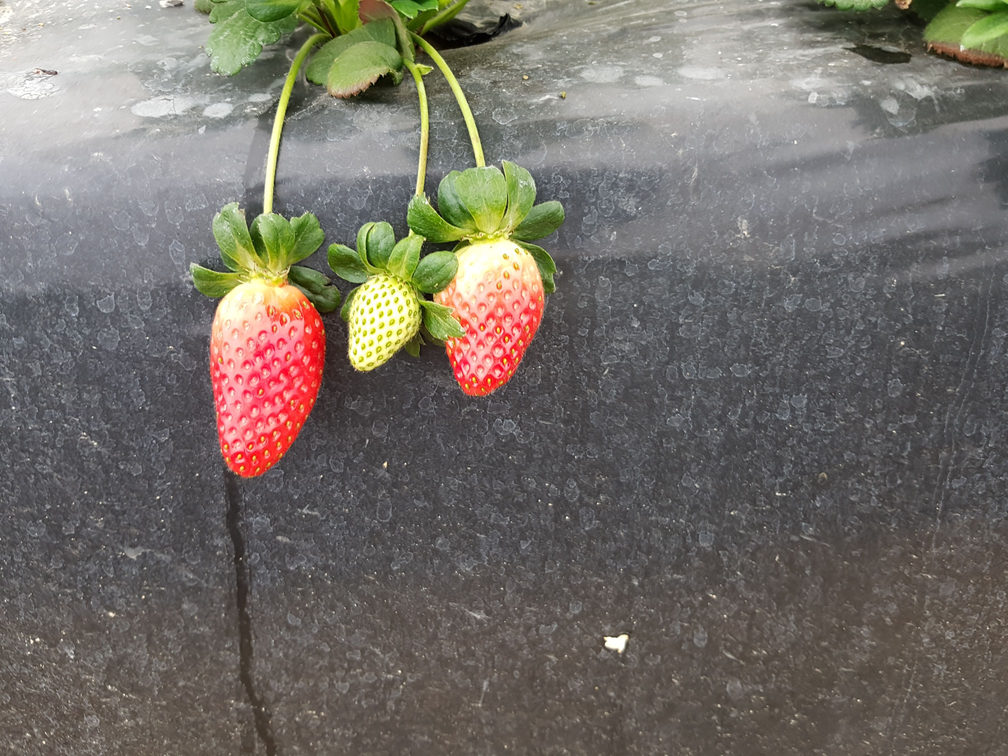 Strawberry Detection Object Detection Dataset And Pre Trained Model By