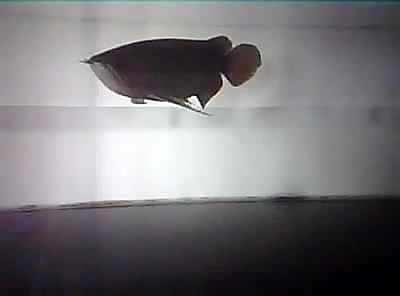 dragon fish CIF Object Detection Dataset by fish detection