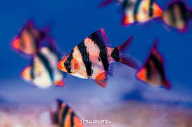 fish1 Object Detection Dataset and Pre-Trained Model by fish detection