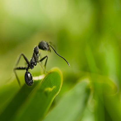 Ant Classification Dataset and Pre-Trained Model by 11126 parksiwoo