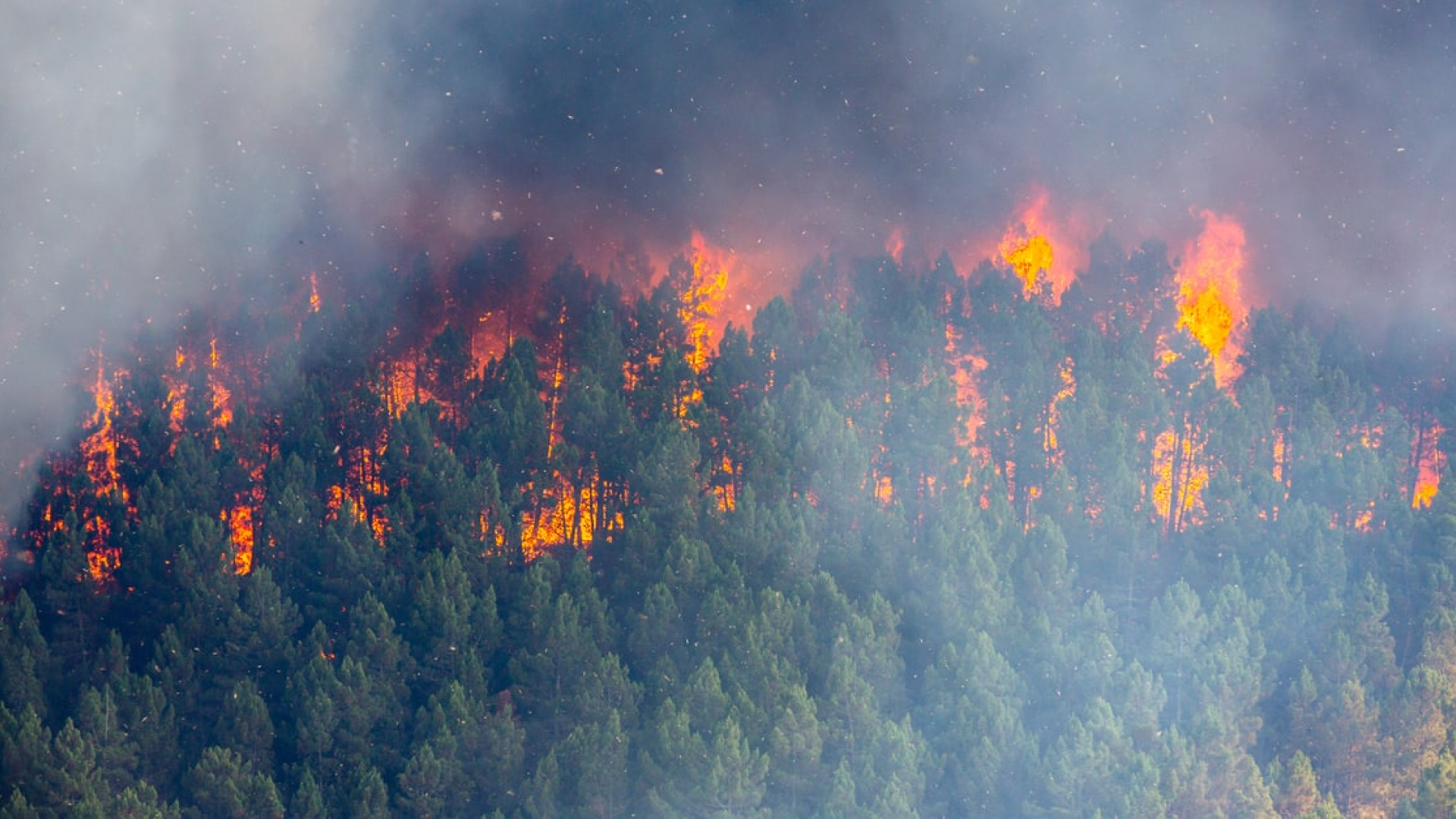 Forest fire Object Detection Model by treeyolo