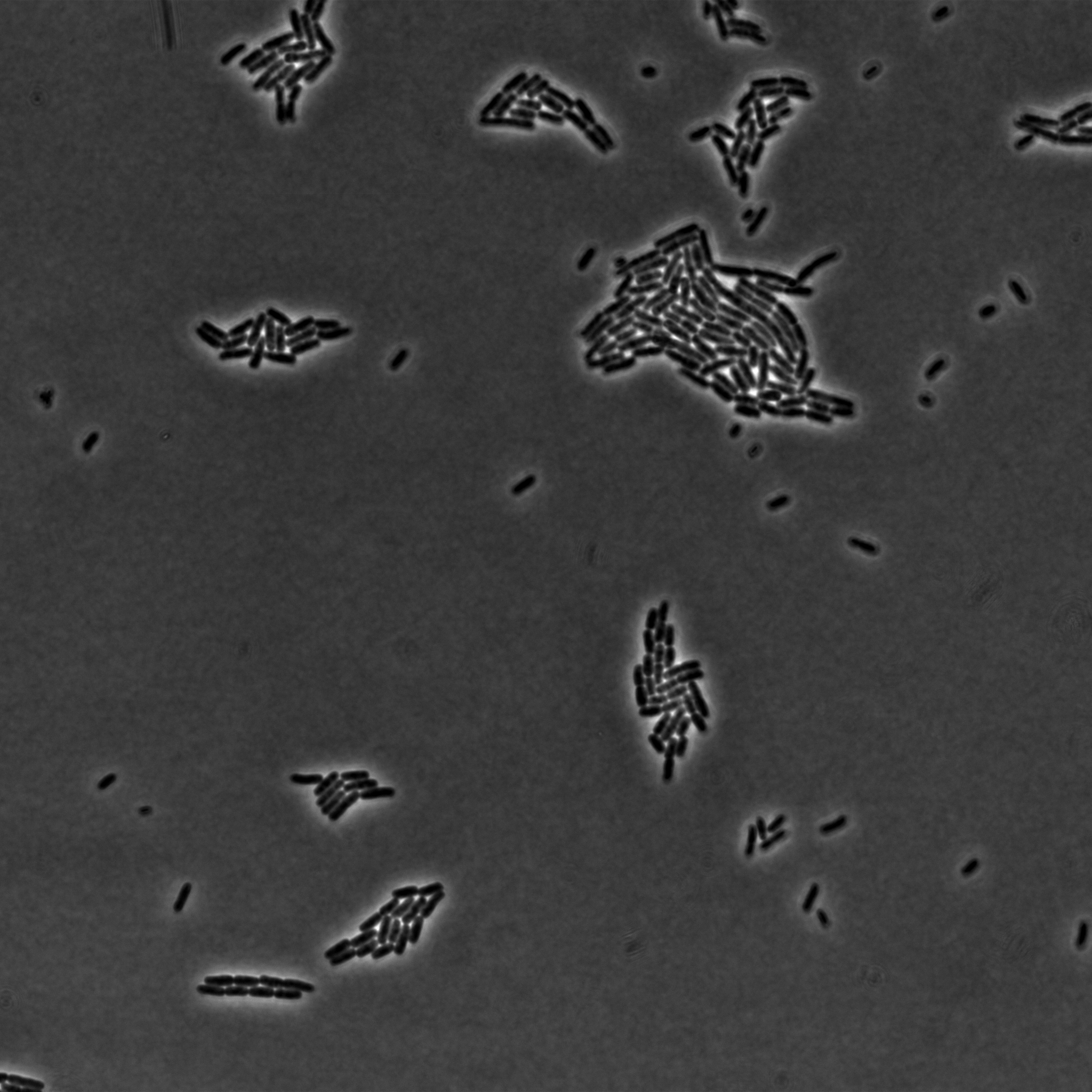 cell Instance Segmentation Dataset by joel