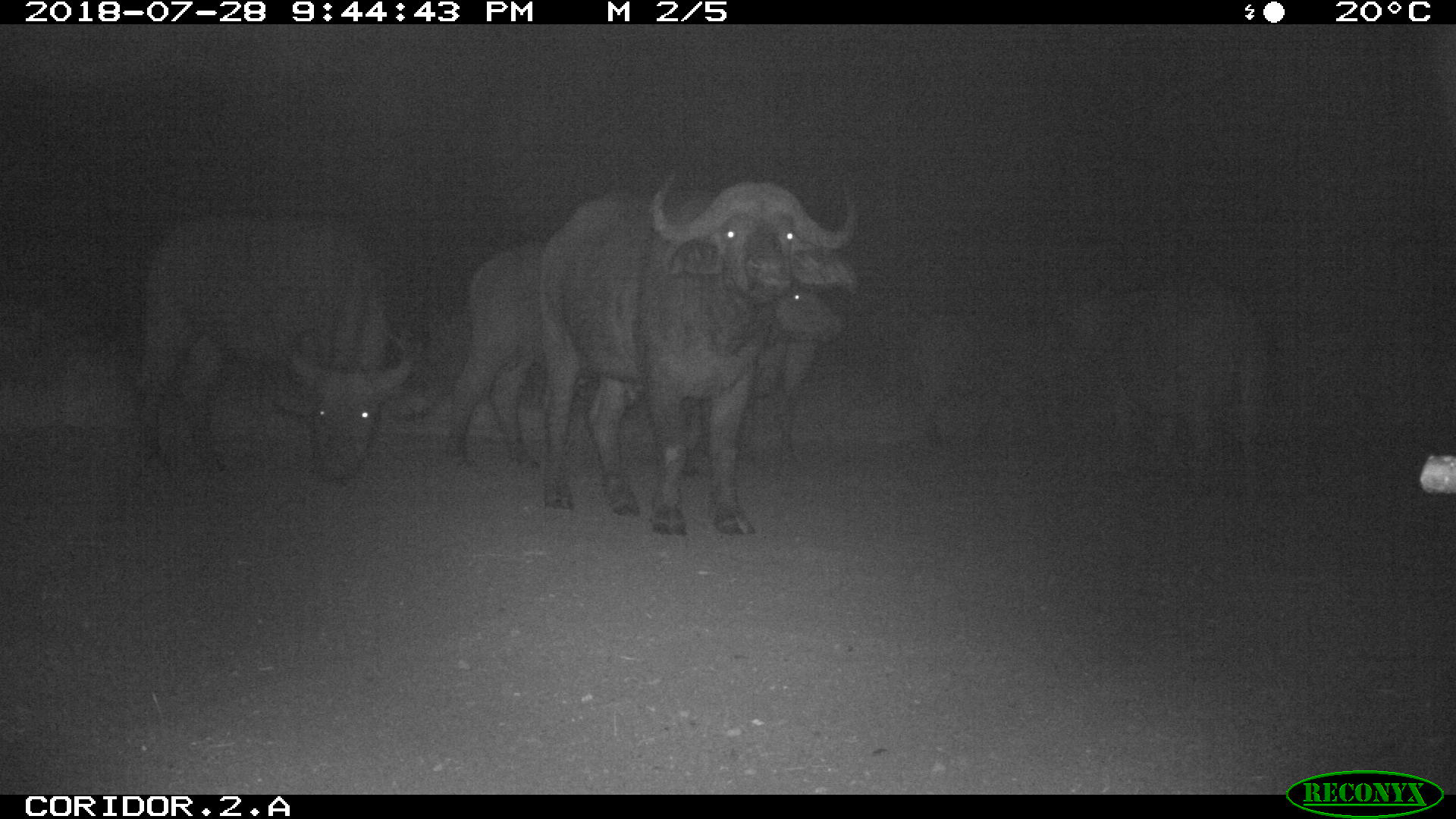 FA2 Object Detection Dataset and Pre-Trained Model by Jason Irura