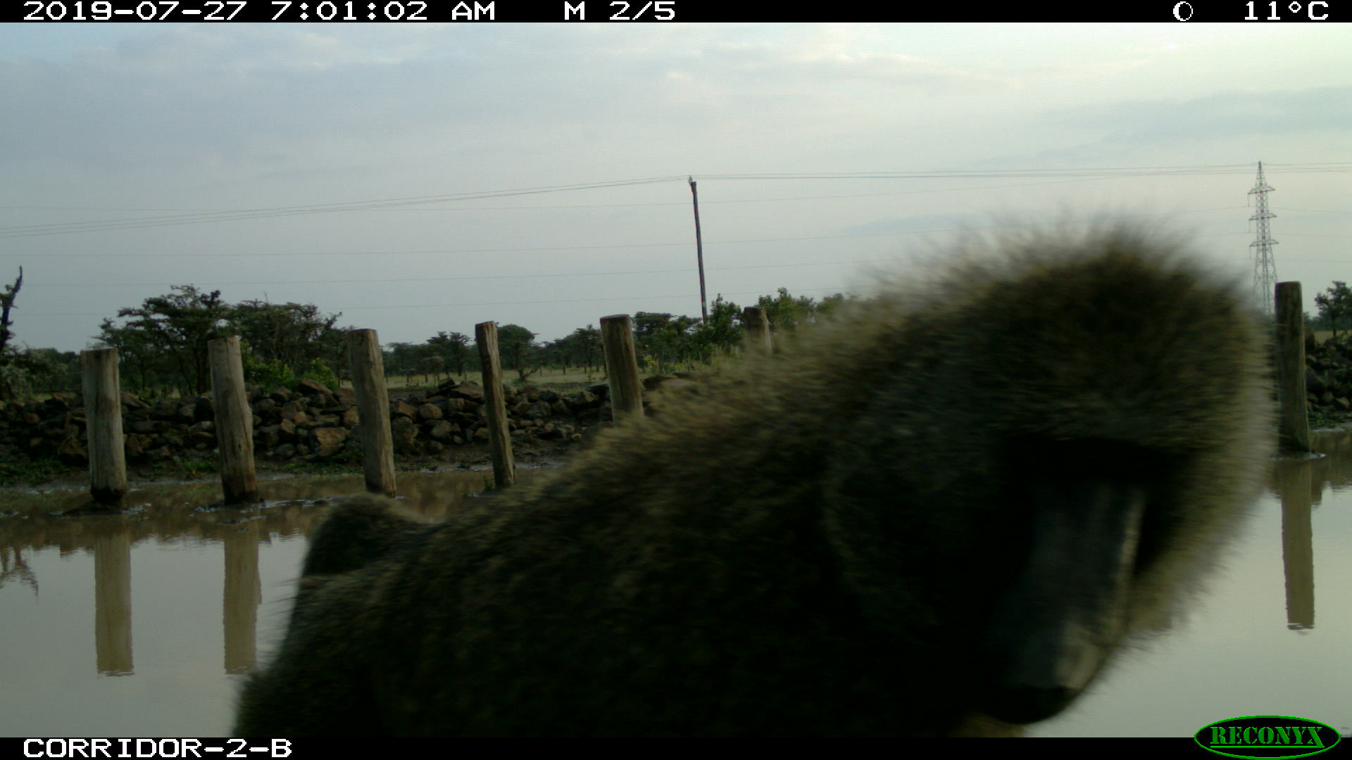 OPC Animals Object Detection Dataset by Jason Irura