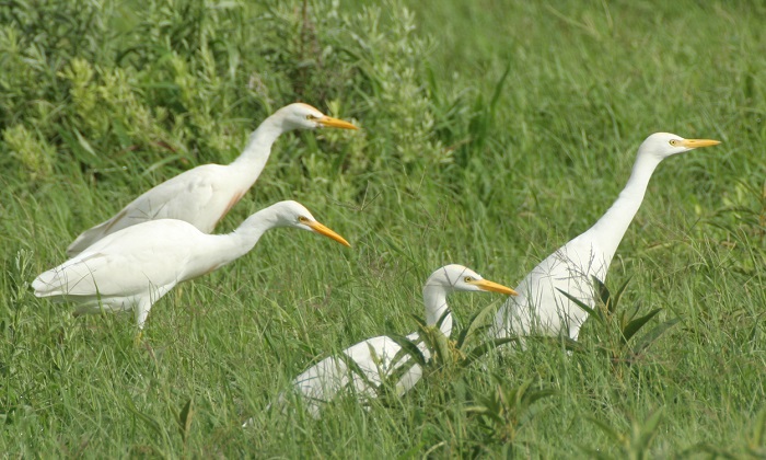 annotation Object Detection Dataset by student