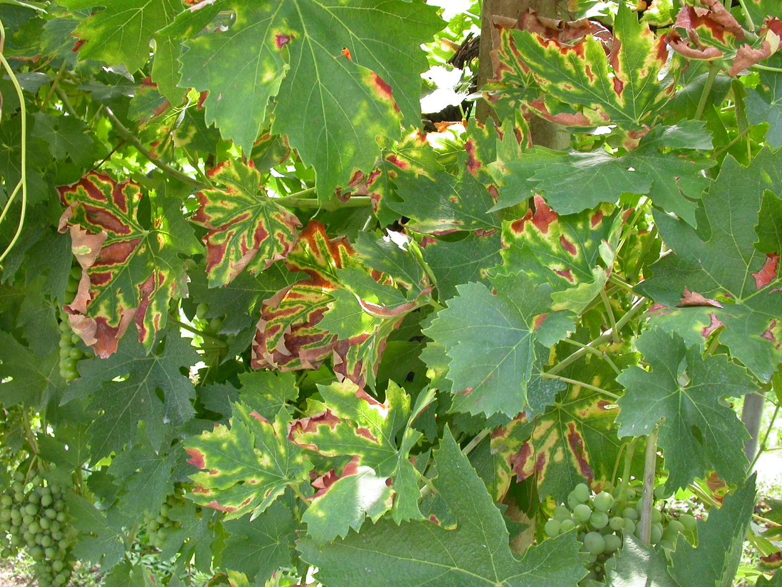 Traciawine Object Detection Dataset by prova