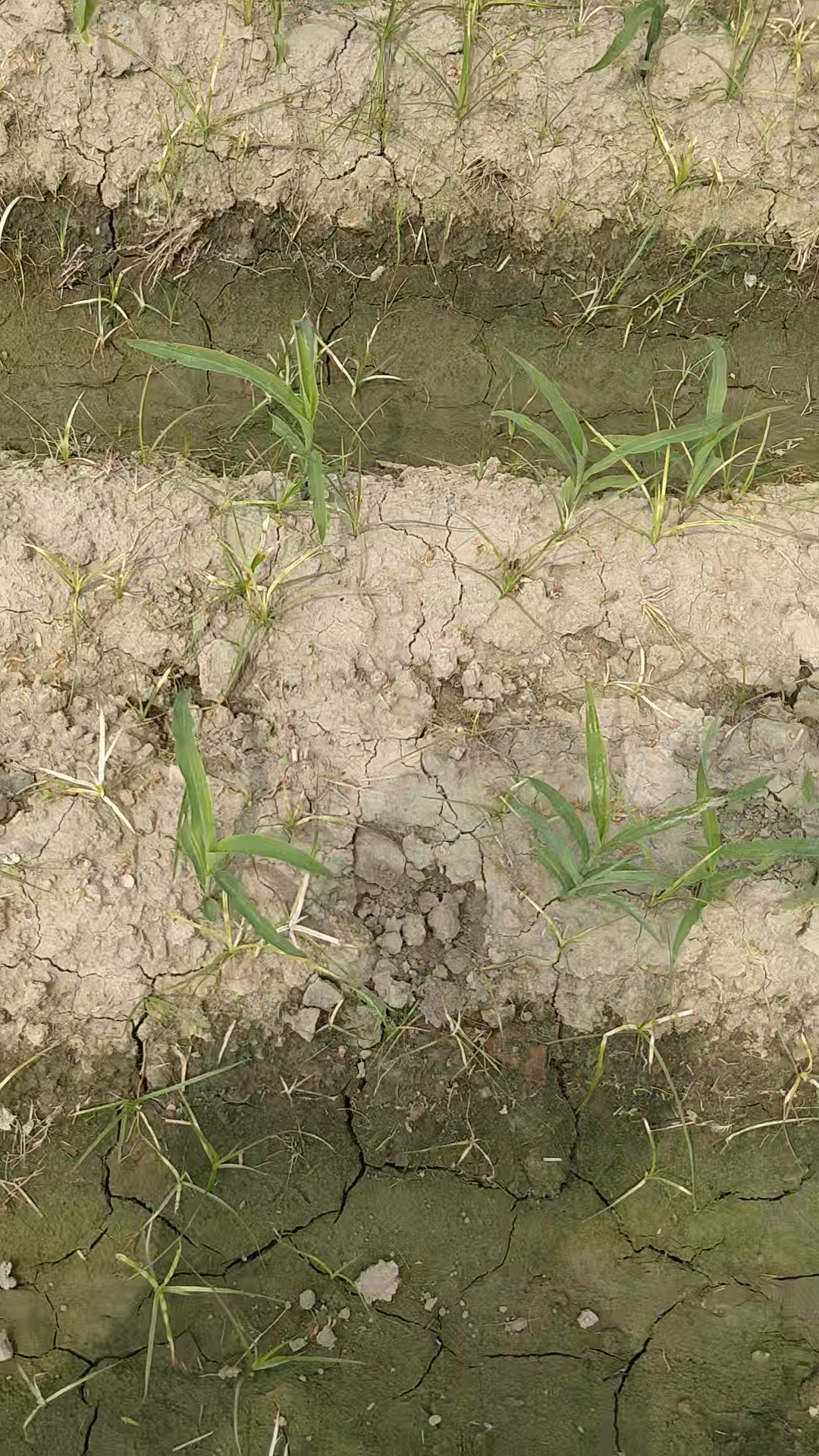 Corn Detection1 - Roboflow Universe