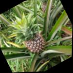 Pineapple disease detection Object Detection Model by PINE3