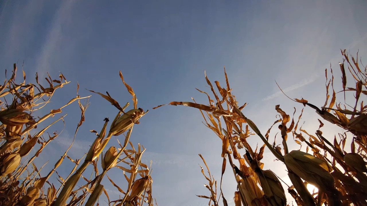 Corn ear seg Instance Segmentation Dataset by Scratch