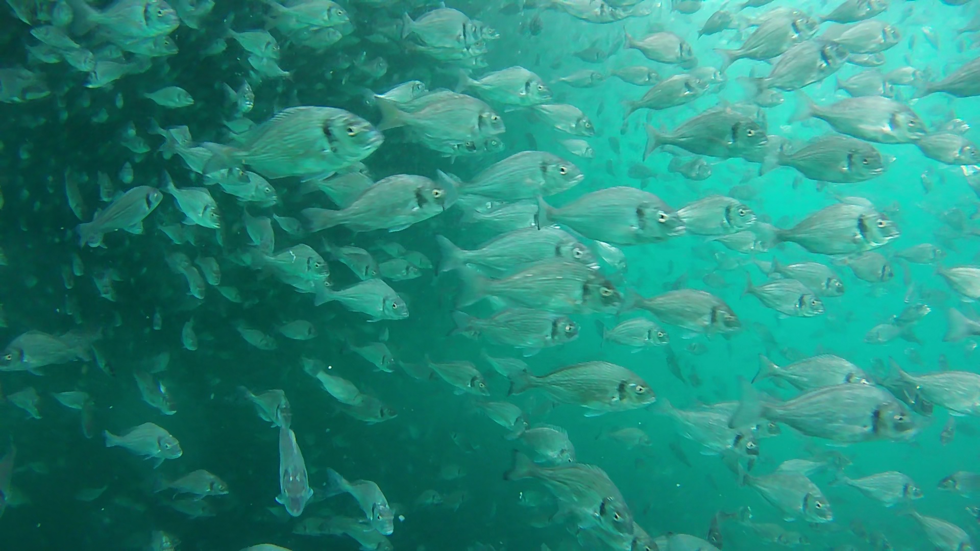 FYP Instance Segmentation Dataset and Pre-Trained Model by sultan qabos University