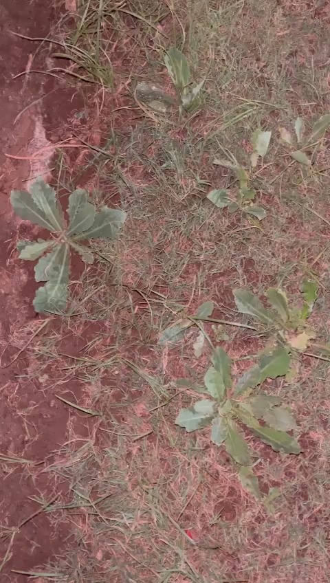 Weed Detection Object Detection Model by MIT ADT