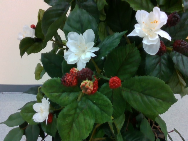 Flowers Detection Instance Segmentation Dataset By Cs678finalproject