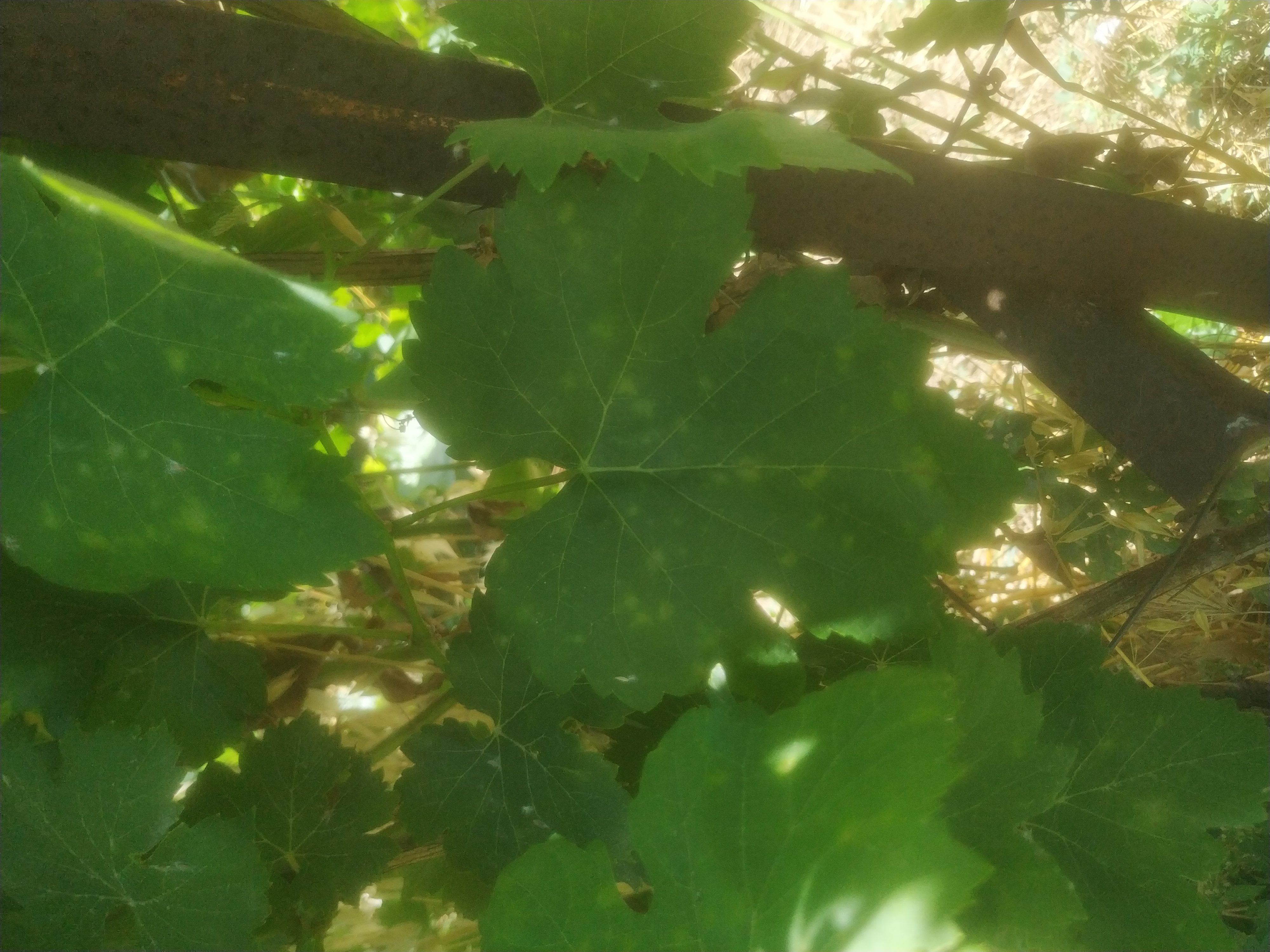 Grape leaf disease detector Object Detection Dataset by Luigi Uccello