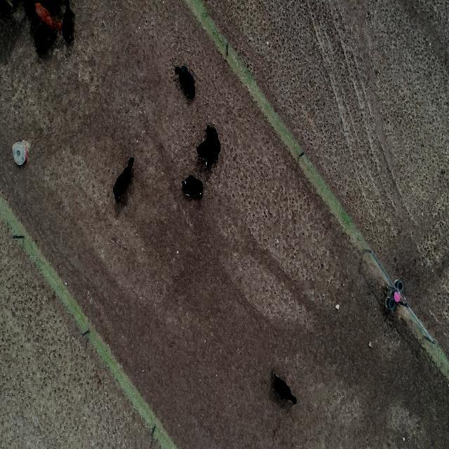 Wildlife Object Detection Model By Tejas Bedarkar