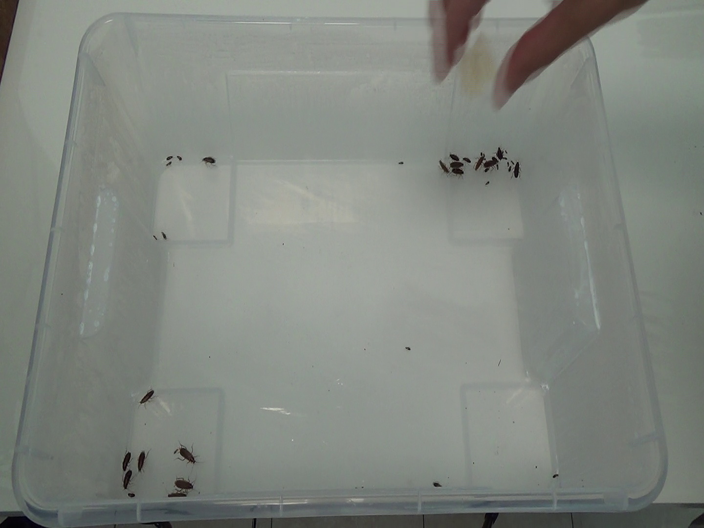 ant Object Detection Model by GUET