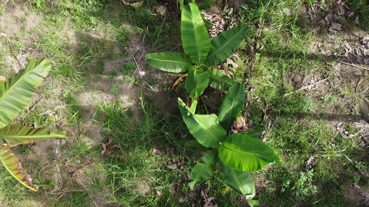 Banana Bunchy Top Virus 3 Semantic Segmentation Dataset By Banana Pest