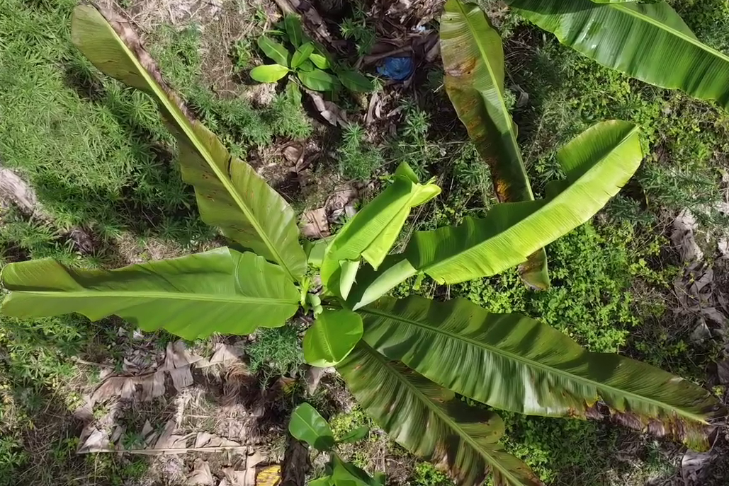 Banana Bunchy Top Virus 3 Semantic Segmentation Dataset by Banana Pest