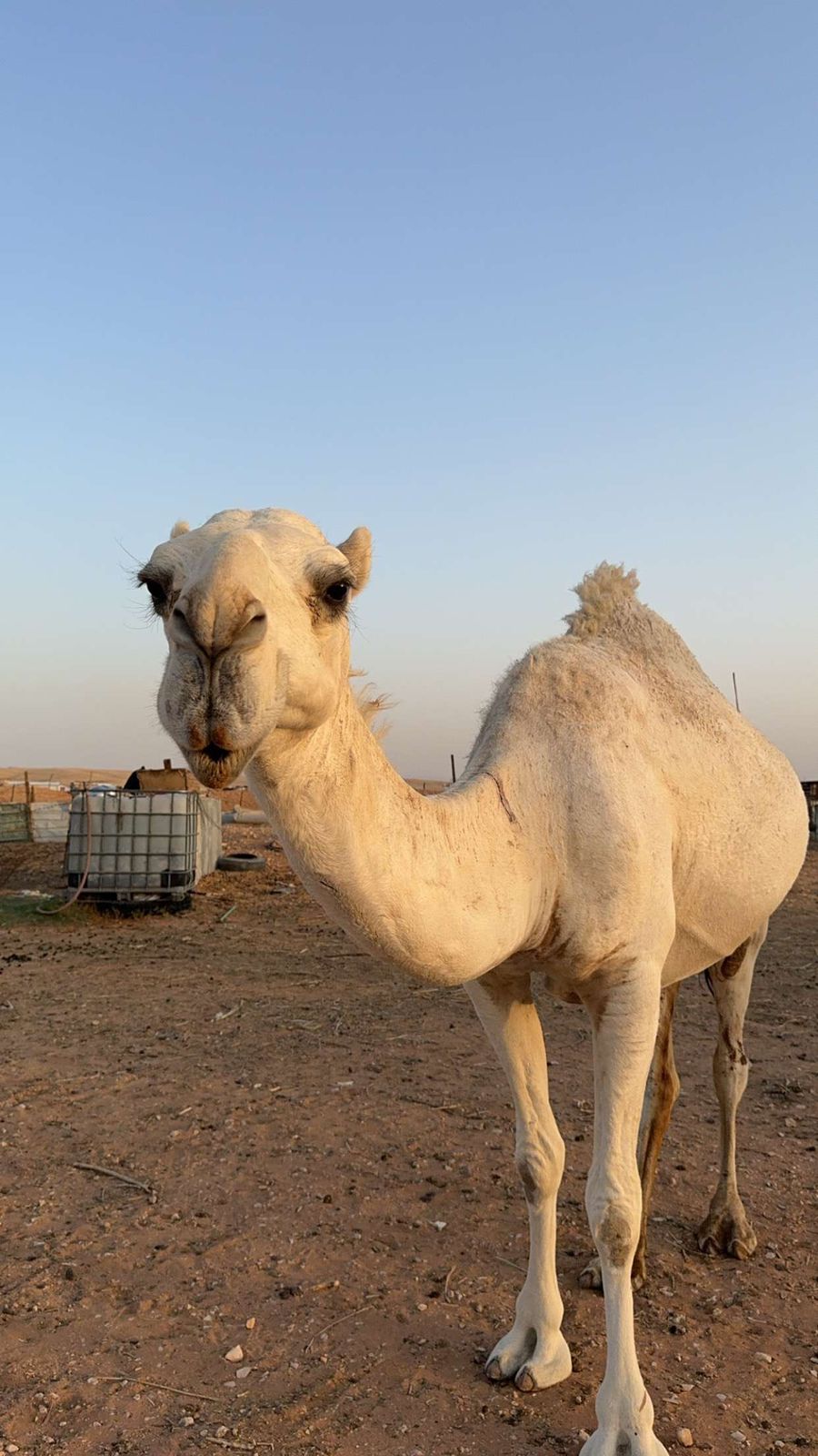 Camel Object Detection Dataset by CamelDetection