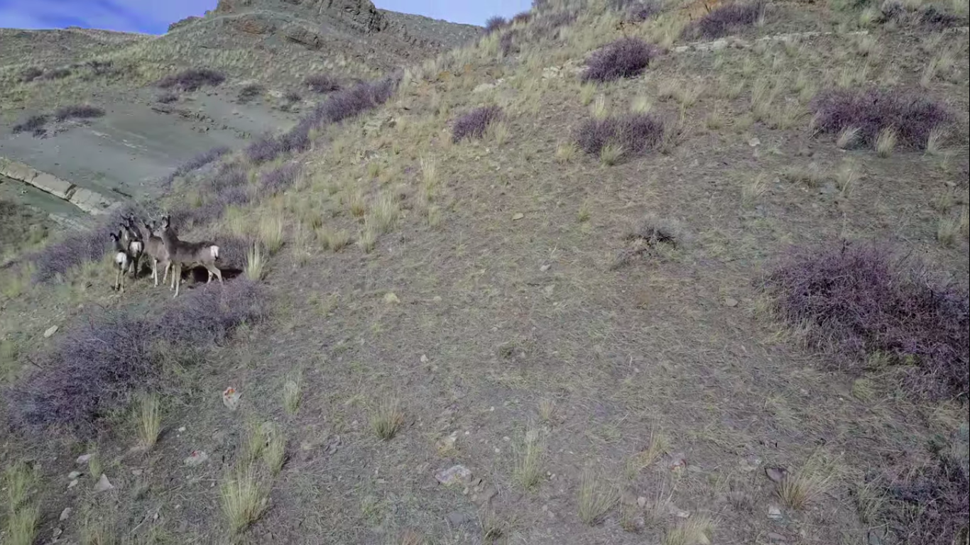 animals Object Detection Dataset by new-workspace-zgi2s