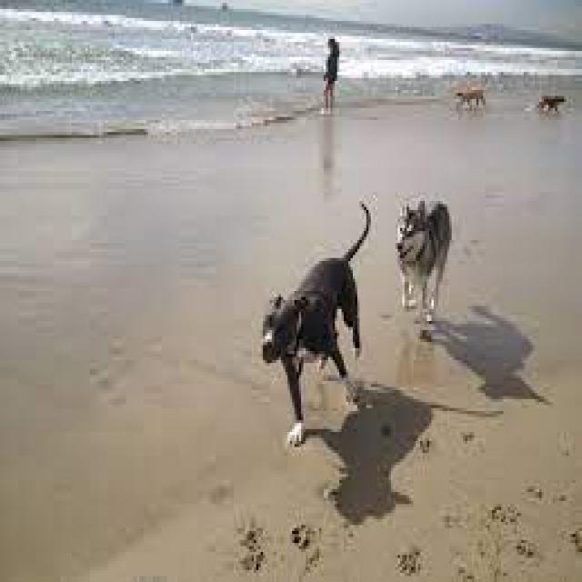 animaldata Object Detection Dataset by new-workspace-zgi2s