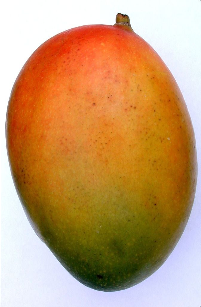 mango Object Detection Dataset and Pre-Trained Model by KasetsartUniversity