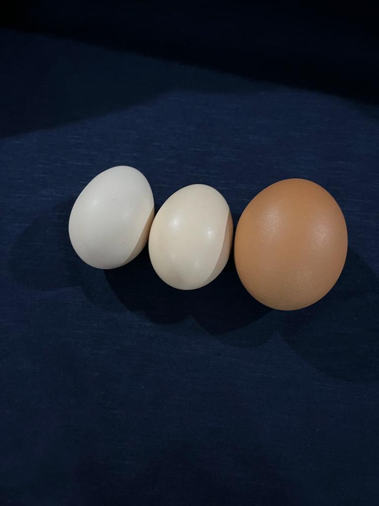 Egg Detection Object Detection Model by PCB