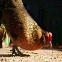 Multi-Object Livestock Detection Object Detection Dataset and Pre ...