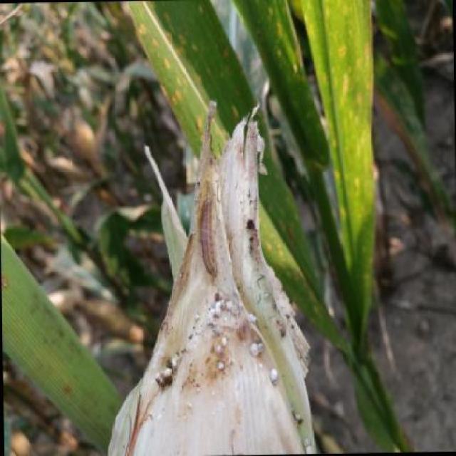 College_project1 Object Detection Dataset by Demo1