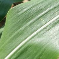 How to Use the Corn Leaf Disease Object Detection API