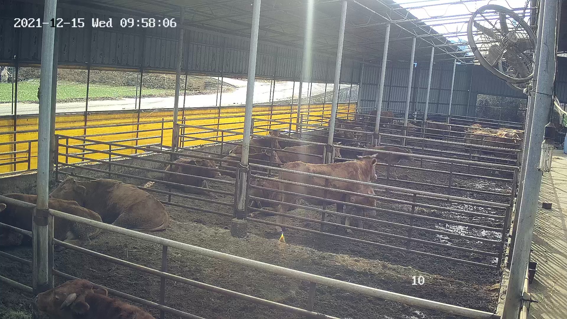 cow Object Detection Dataset by project-fnbkx