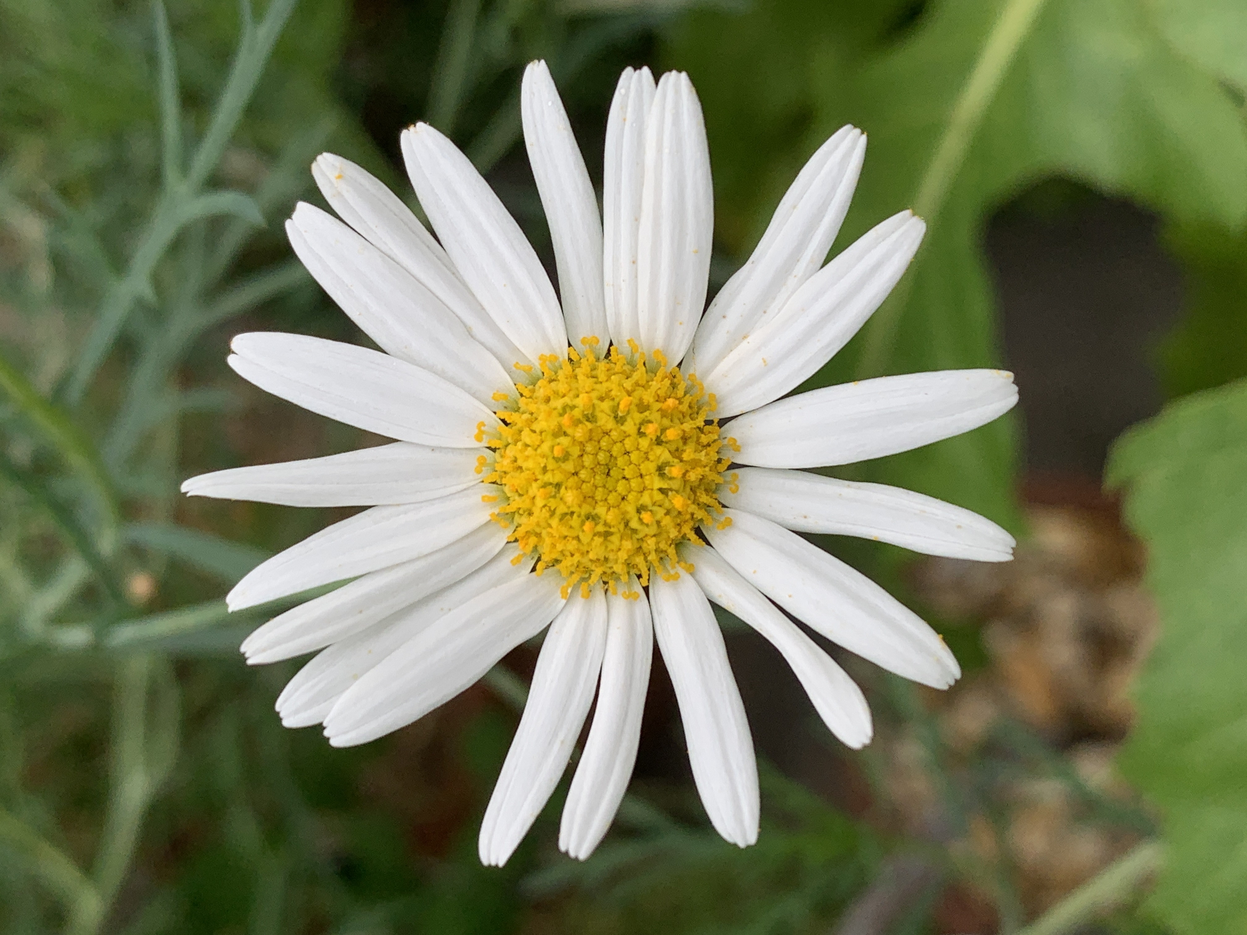 2 Object Detection Dataset And Pre Trained Model By Flower Dataset