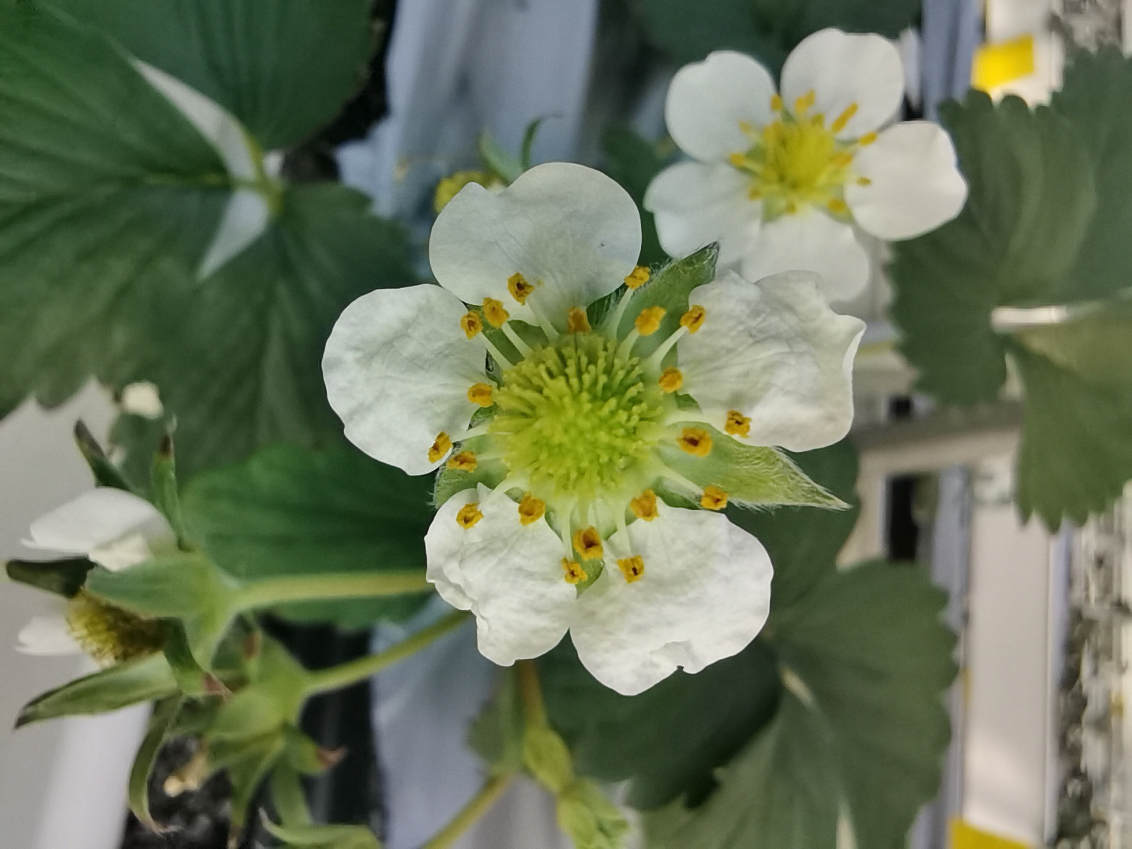 strawberry Object Detection Dataset and Pre-Trained Model by Vertical Farming