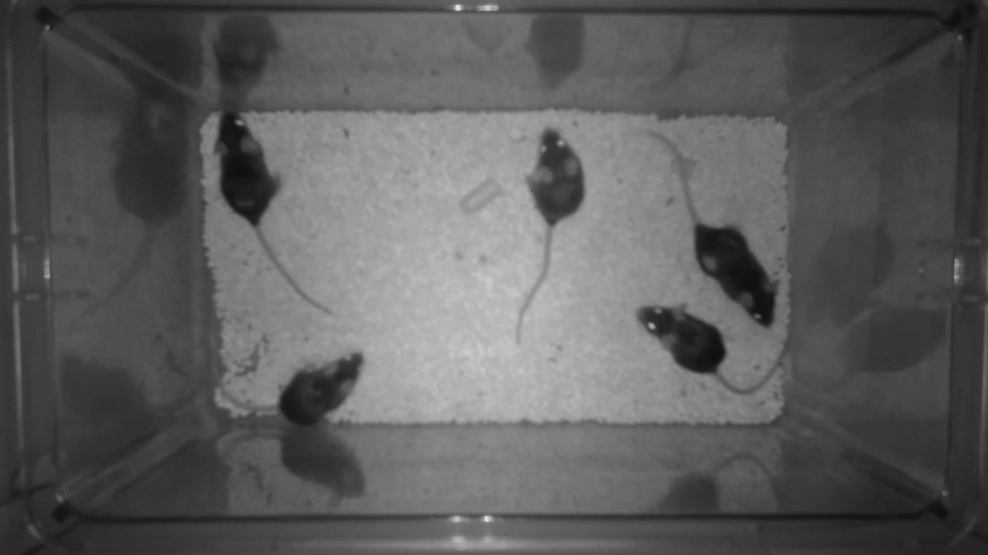 Mice Pose Keypoint Detection Dataset And Pre Trained Model By Hisilicones