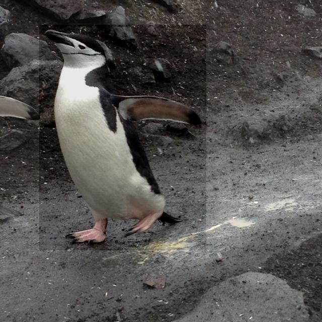 How to Use the penguin Object Detection API