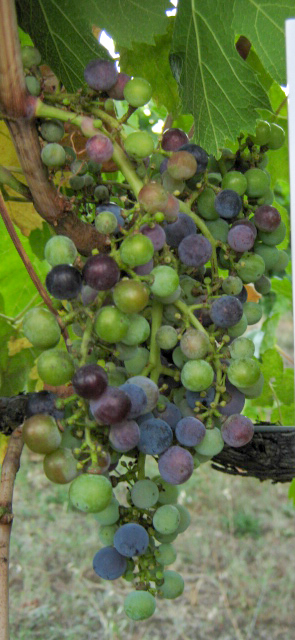 grape maturity Object Detection Model (v15, v5_grape) by University of Science and Technology of ...