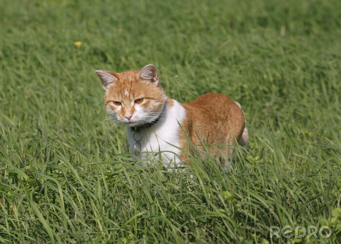 lab_c1_bis Object Detection Dataset by workspace