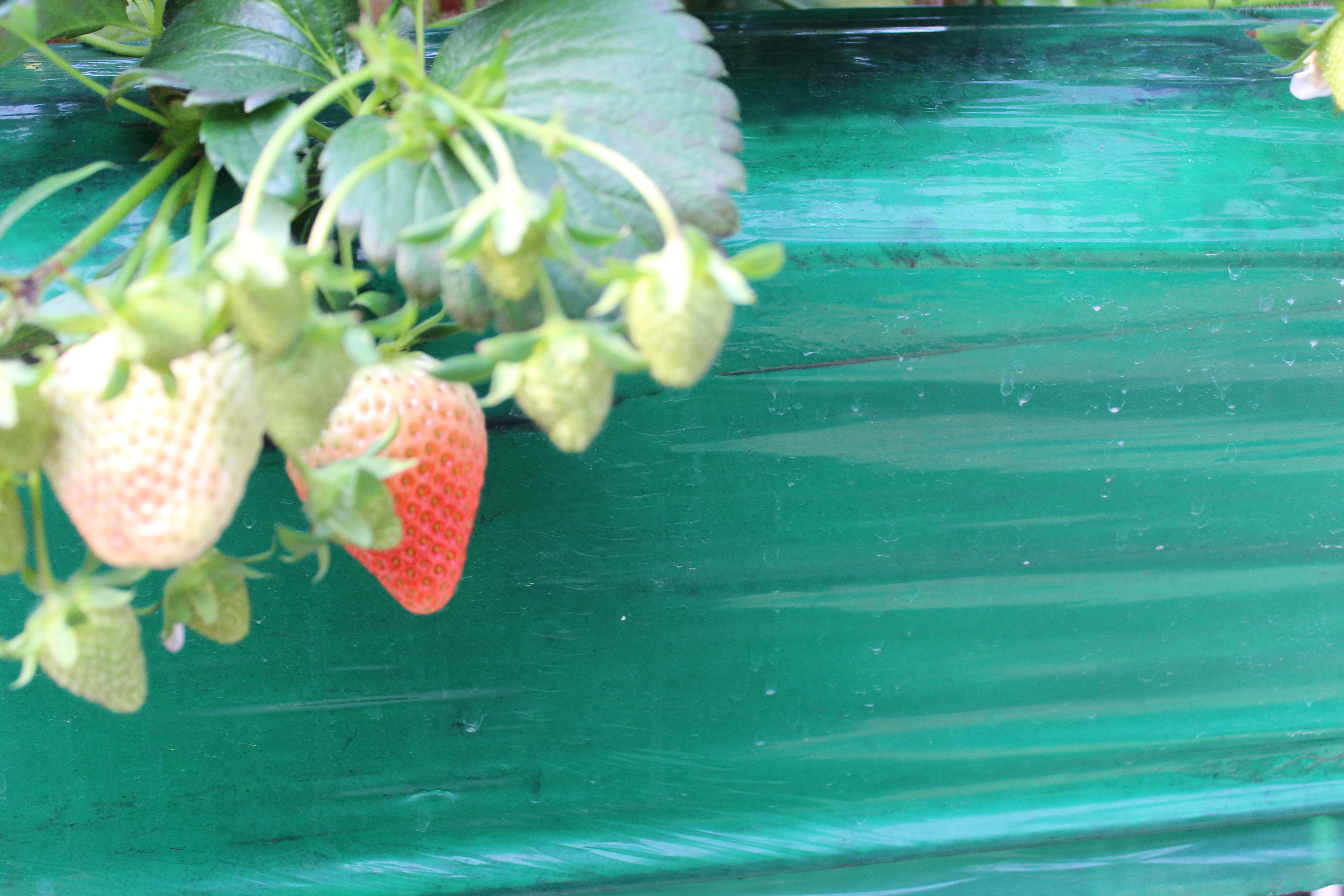 Strawberry Classification Dataset by Sulhee Baek